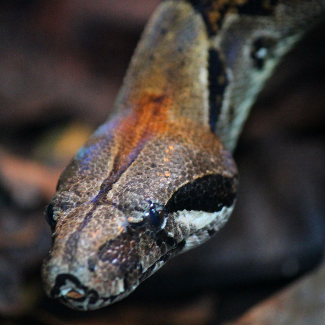 Serpents - Cable Street