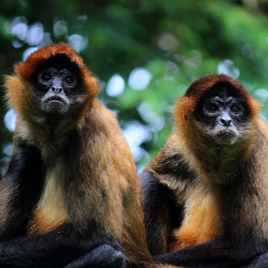 Spider Monkeys - Cable Street